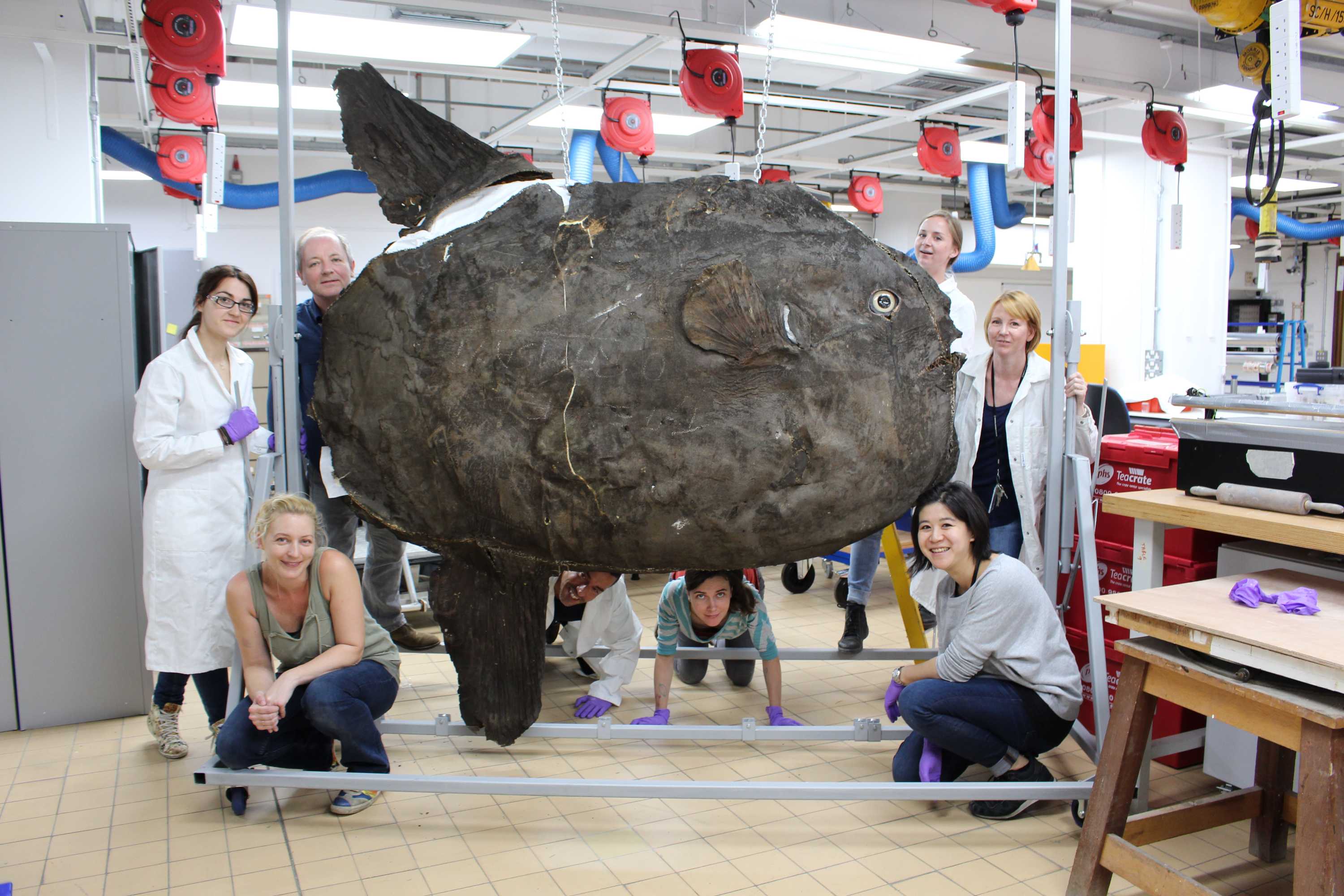 Enormous Aussie fish preserved in London museum - ABC listen