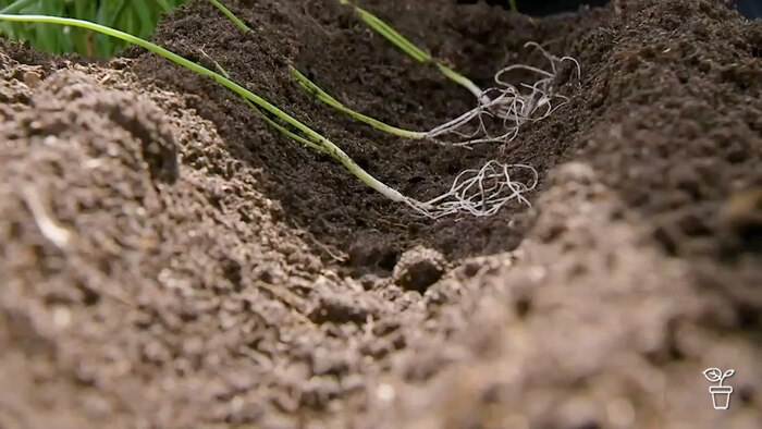 My Garden Path - Millie Ross - Gardening Australia