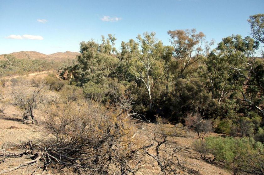 Scientists discover ancient reef - ABC News