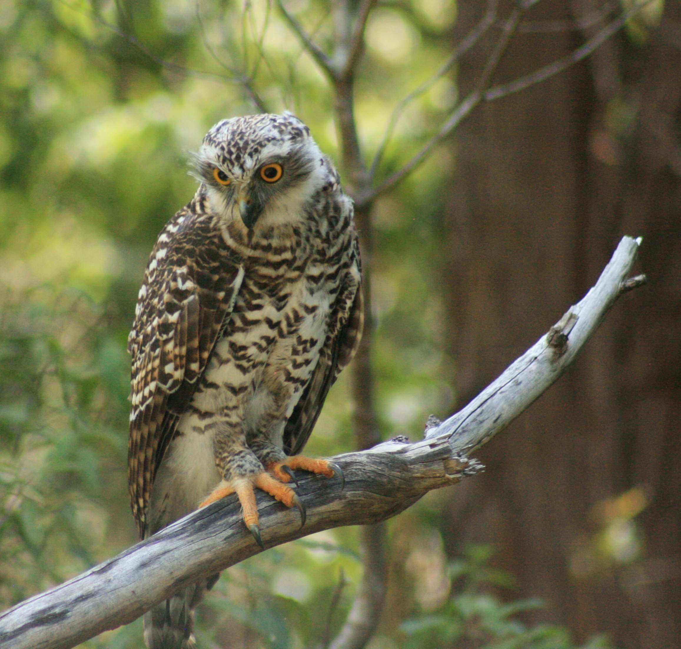 Powerful owls' unlikely home in city suburbs leads to call for citizen ...
