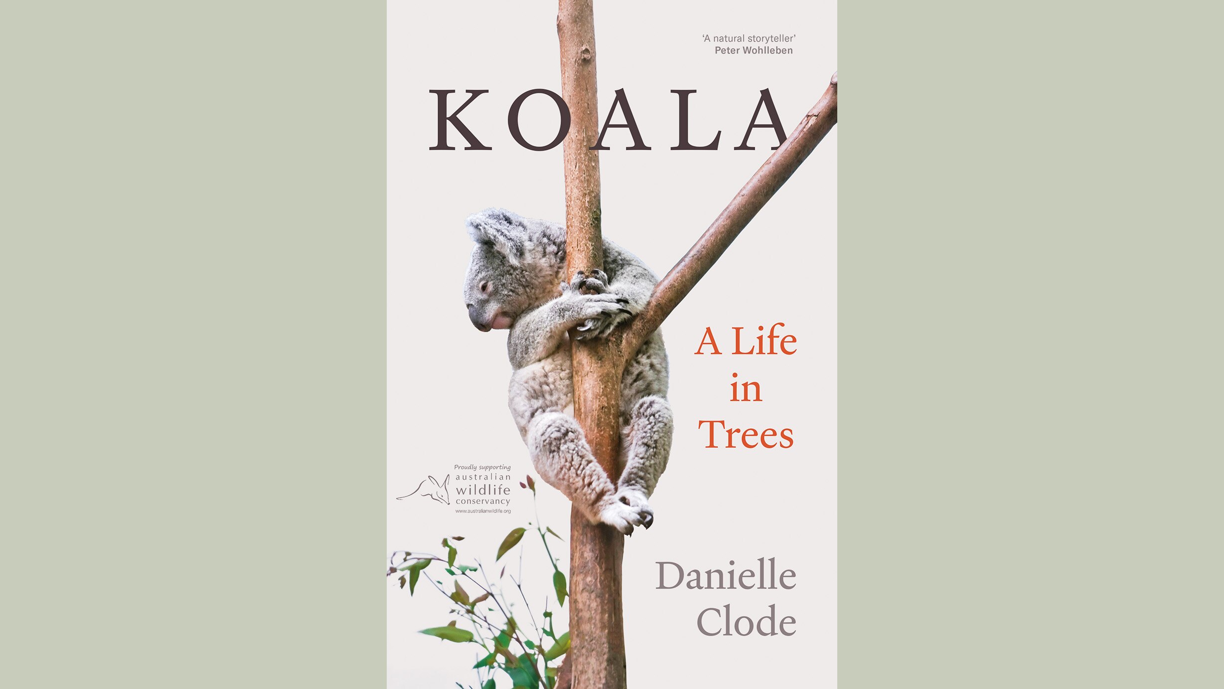 Koala: A life in Trees - ABC listen