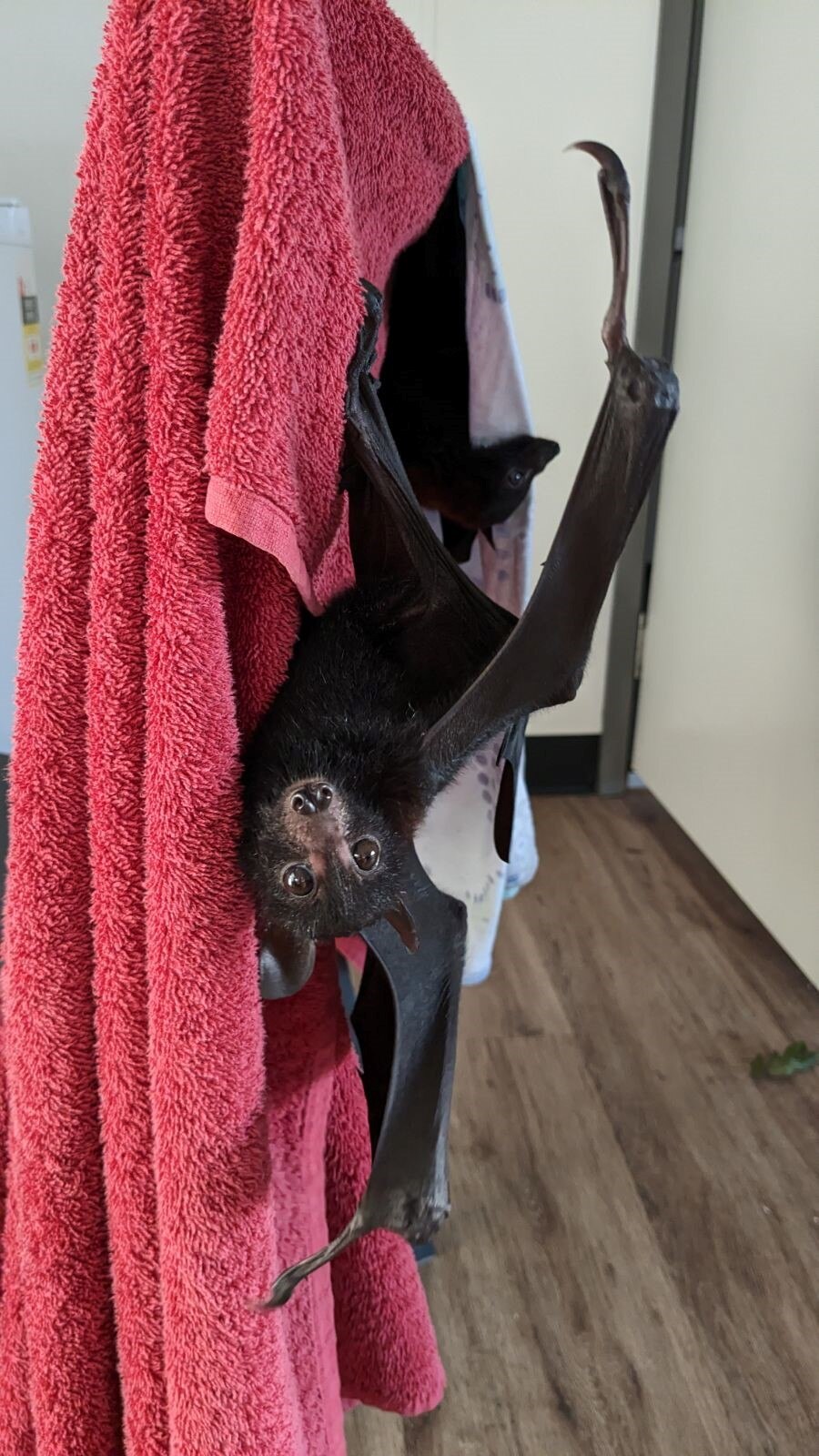 Native bats should be celebrated like other Australian wildlife ...