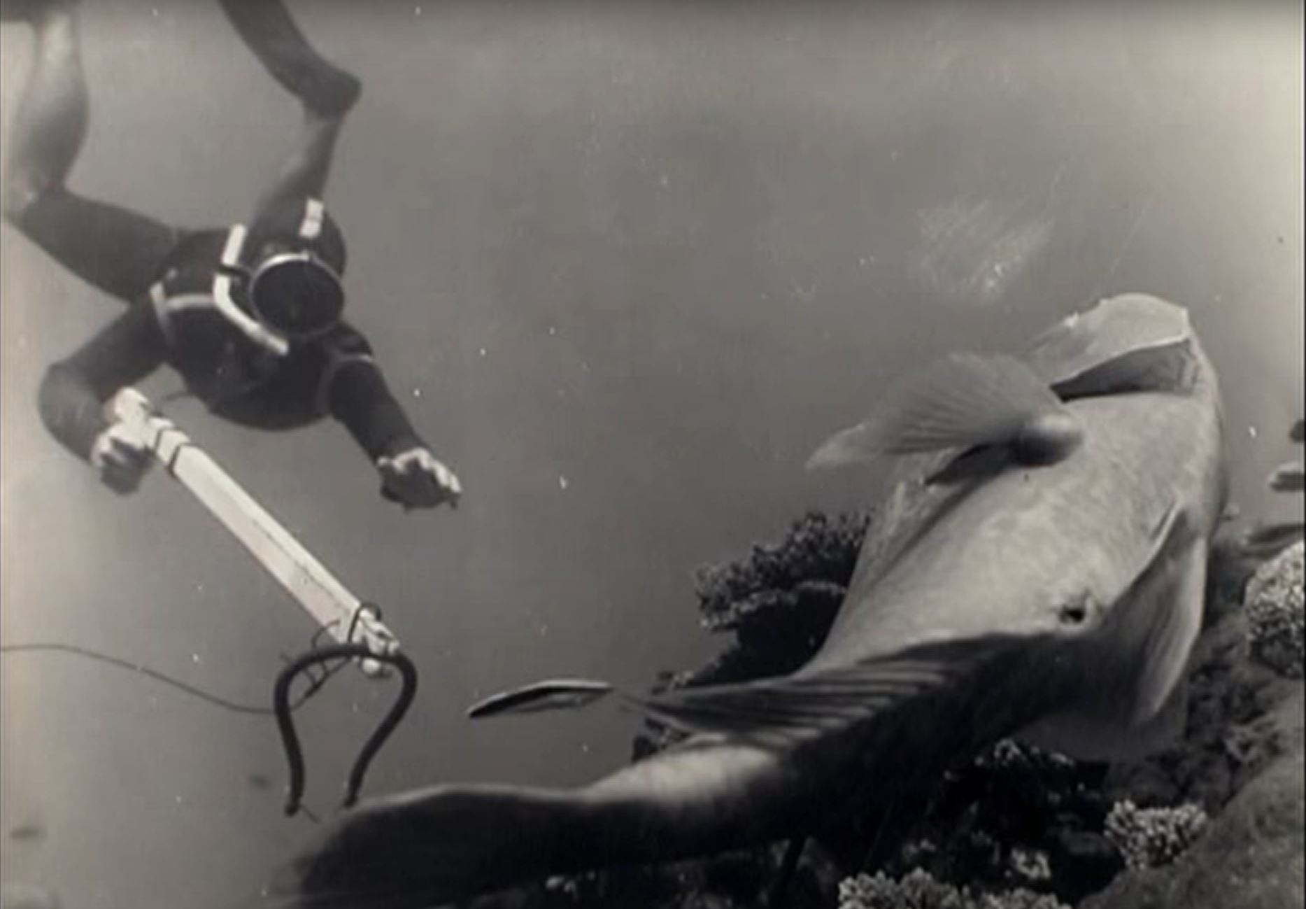 Ride on a 'monster' changed the life of underwater adventurer Ben Cropp ...
