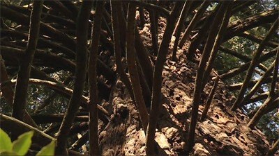 Rare Trees - Gardening Australia