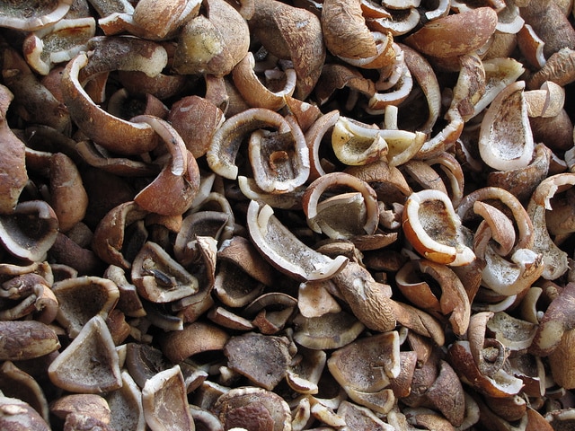 PNG farmers desperate as copra prices plummet - ABC News