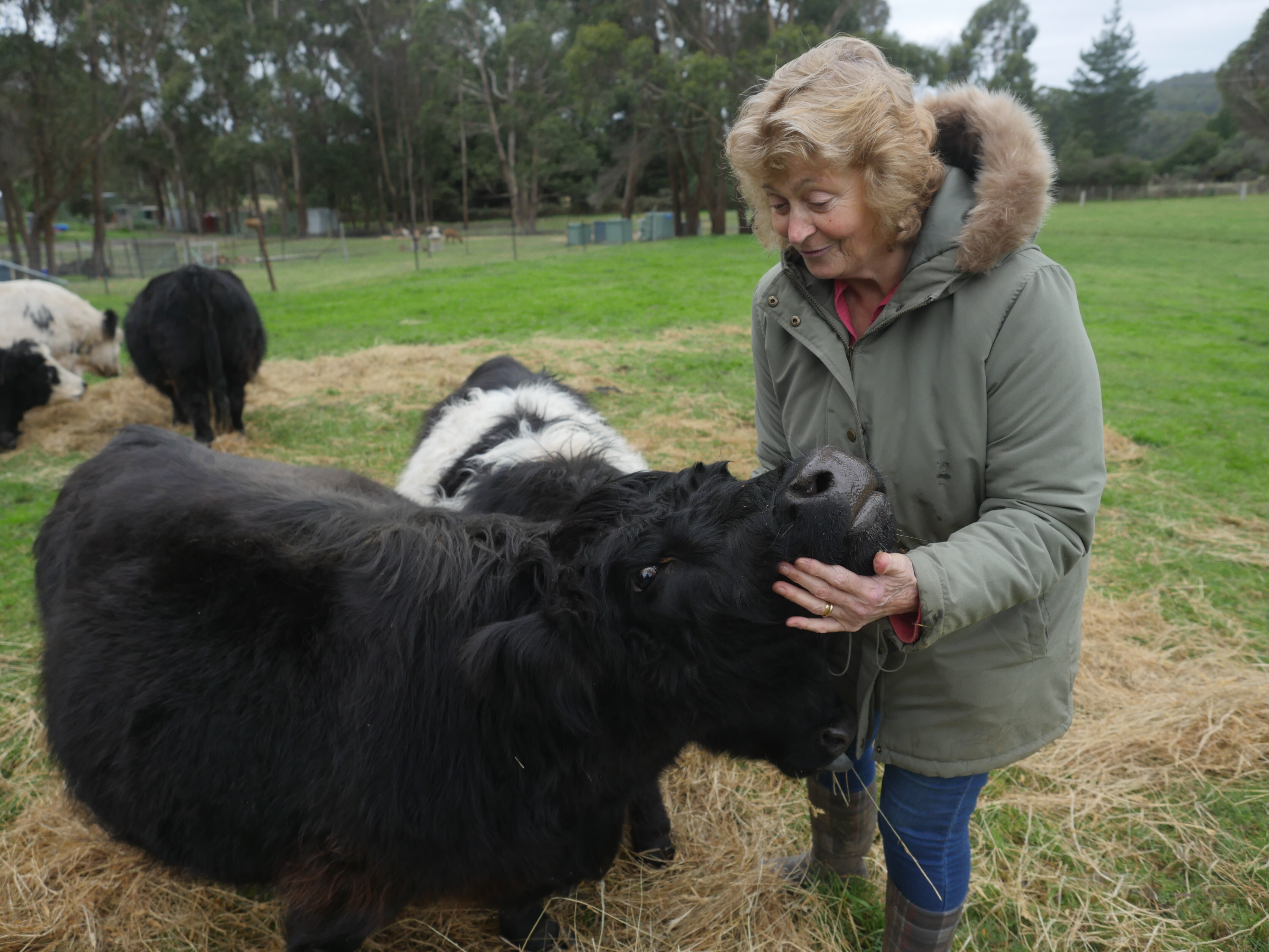 Thirty years of breeding pays off as miniature farm on Bruny Island ...