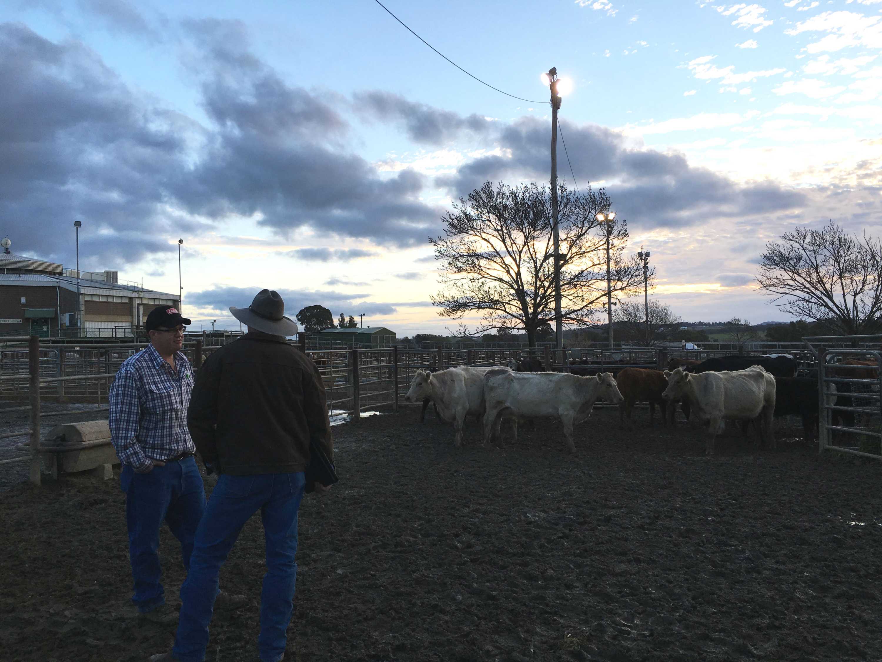 Livestock theft on the rise as farmers enjoy buoyant beef, sheep market ...