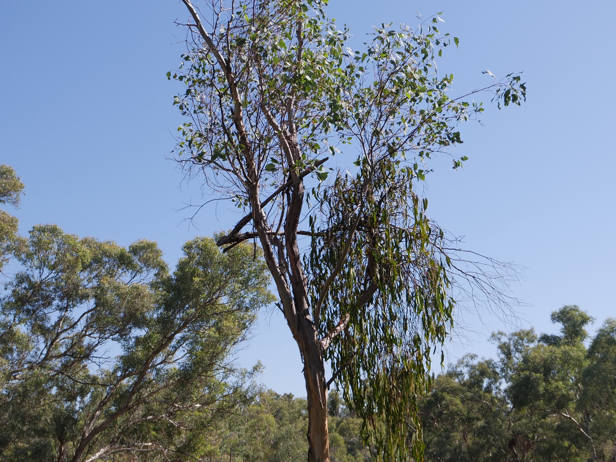 Native mistletoe blossoms as positive parasite across mainland ...