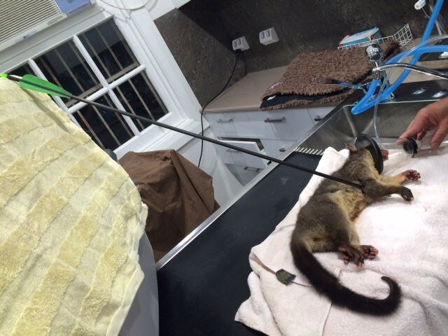 RSPCA concerned over a spike in animal cruelty incidents in Queensland ...