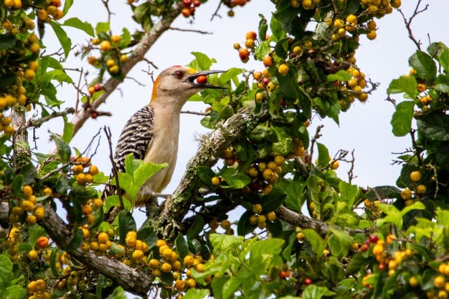 The colour of bird poo - ABC listen
