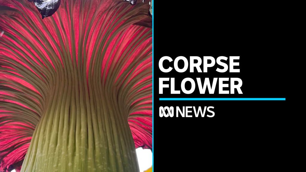 Rare corpse flower expected to bloom in Adelaide soon - ABC News