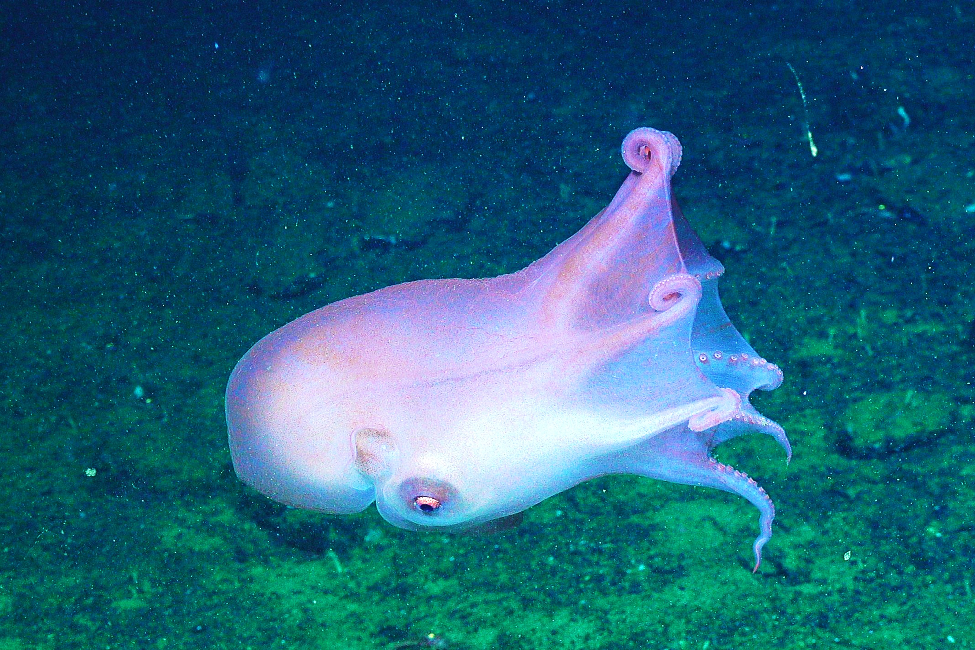 The sexy seven arm octopus with a hidden love-making arm - ABC listen