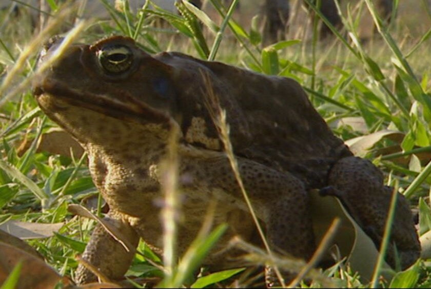 Toad Busters fights ban on gassing pests - ABC News