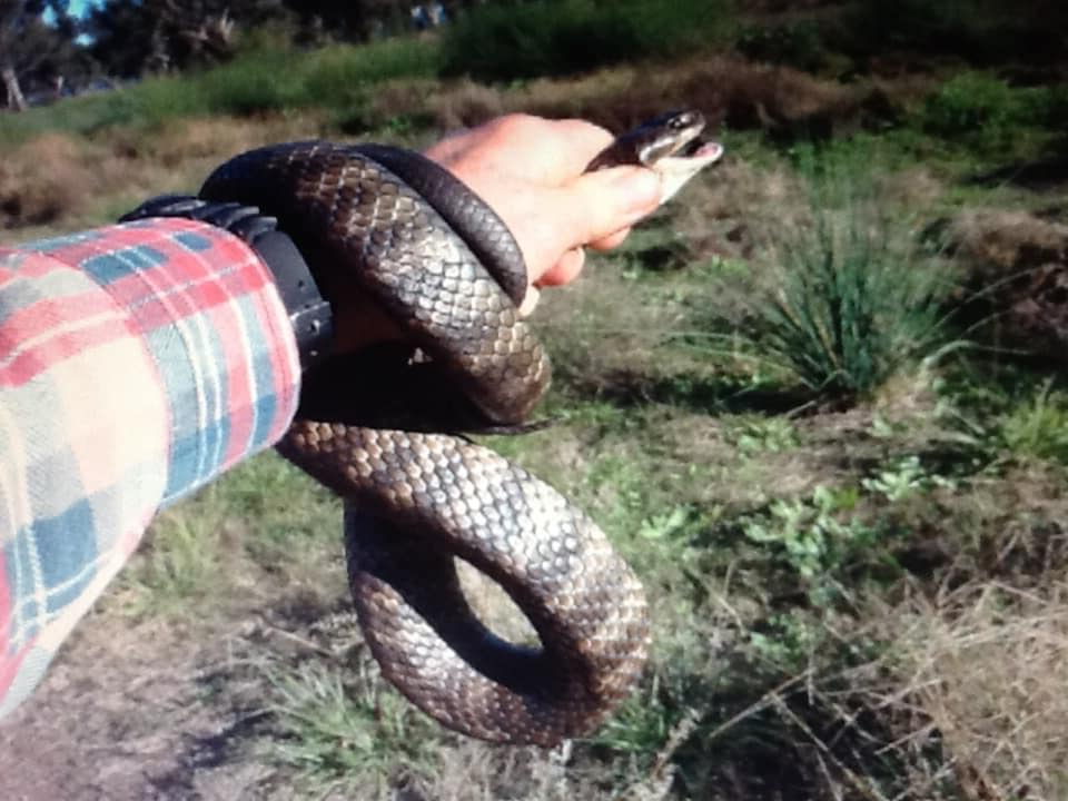 Snake catching veteran calls it quits after near-death experience with ...