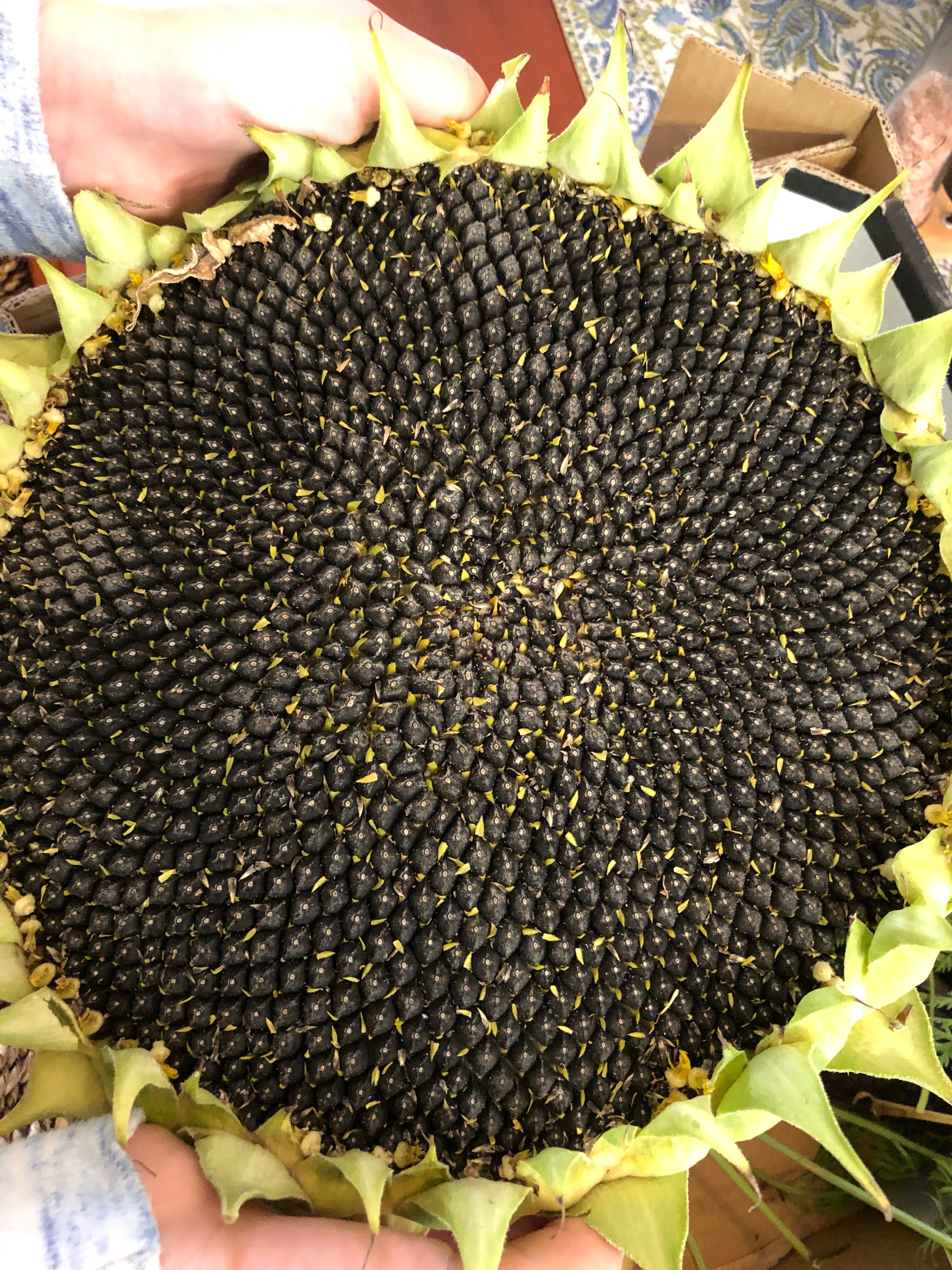 Sunflowers a young farmer's sweet sentiment bringing joy to people ...