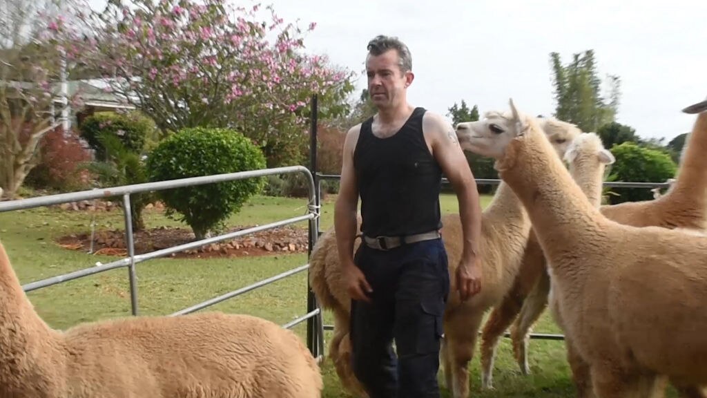 Queensland's alpaca shearer to the world - ABC News