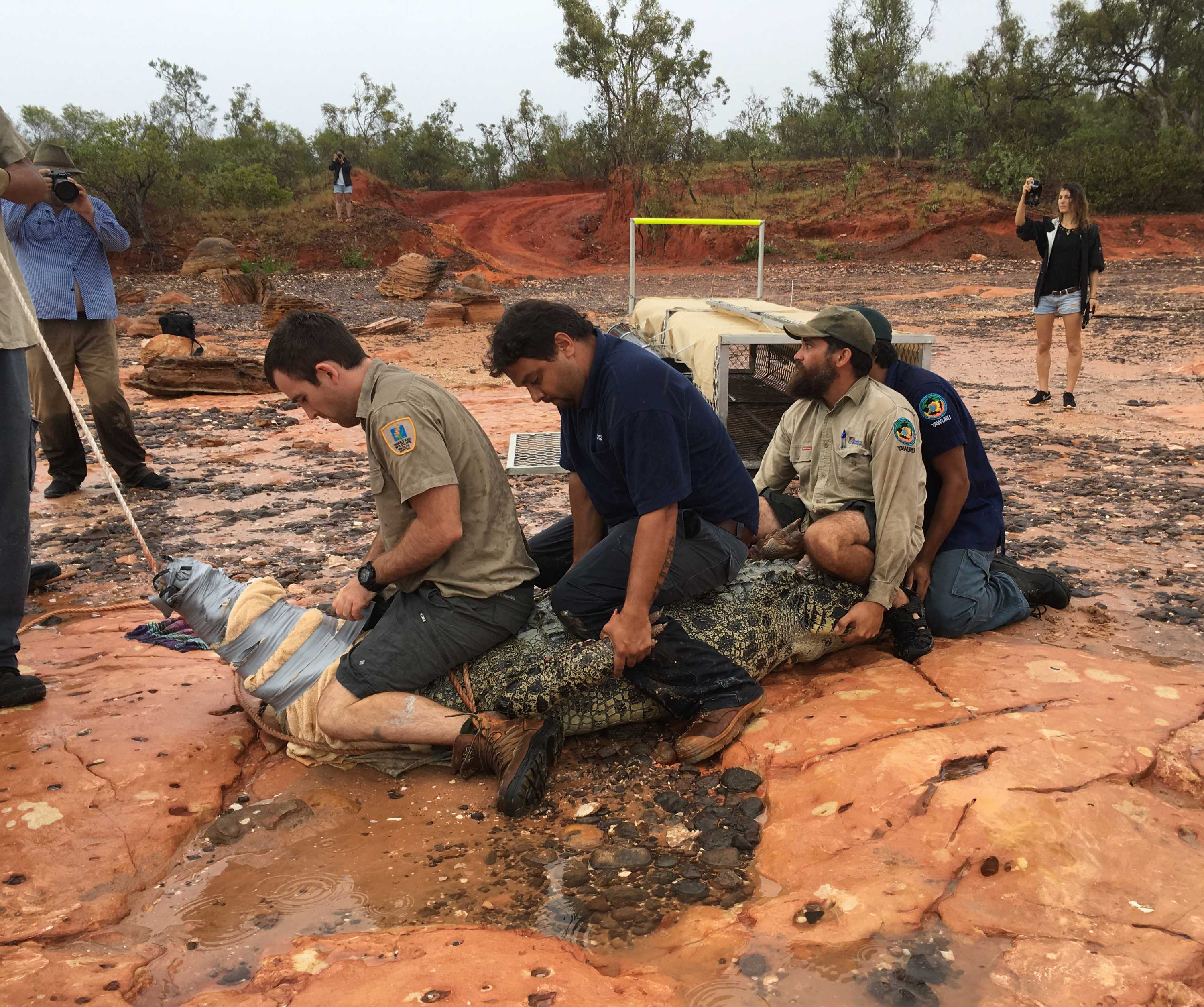 Big croc that was menacing fishing boats in Broome trapped by wildlife ...