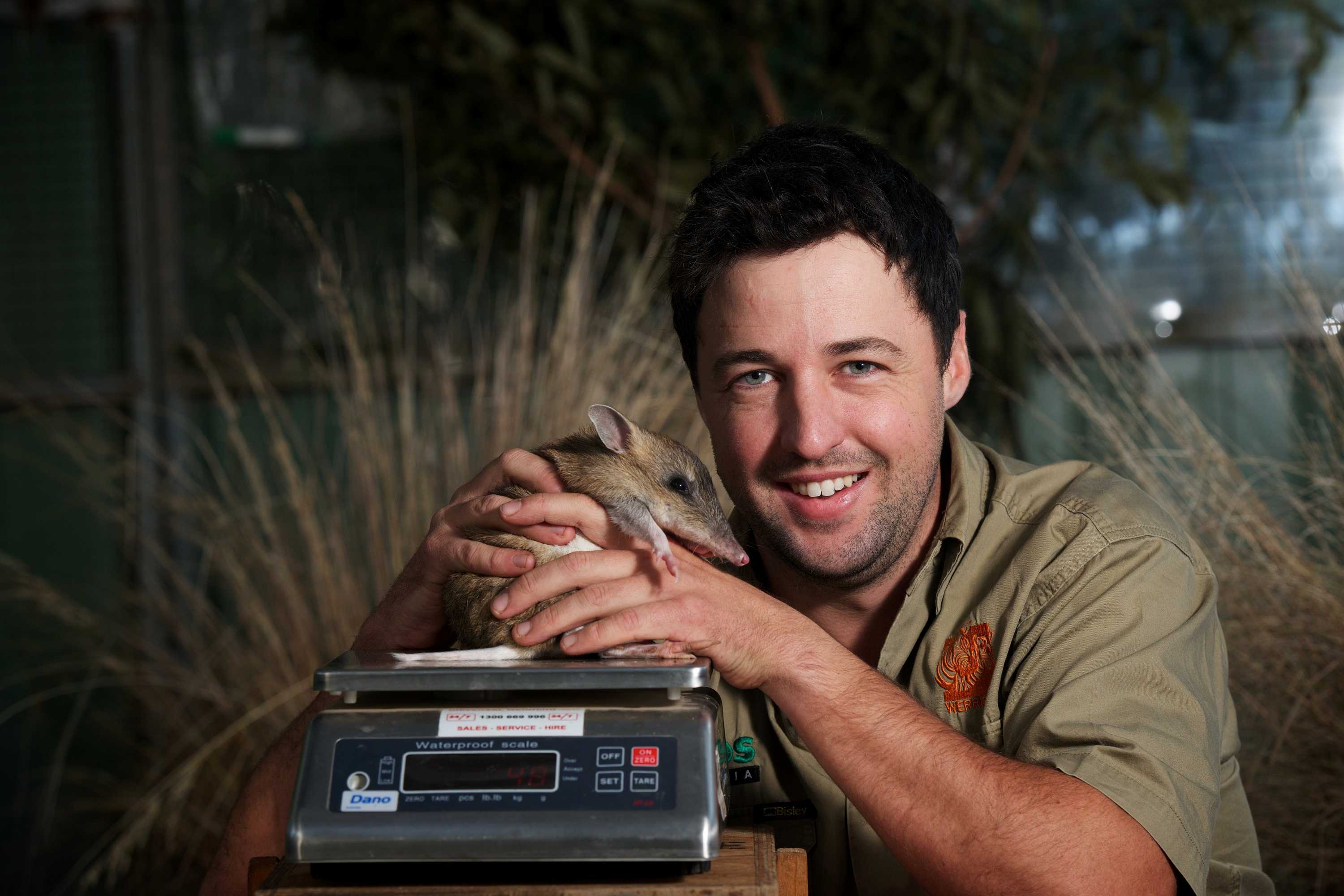 Bandicoot Breeding Success At Werribee Zoo Leads To School Holiday Fun
