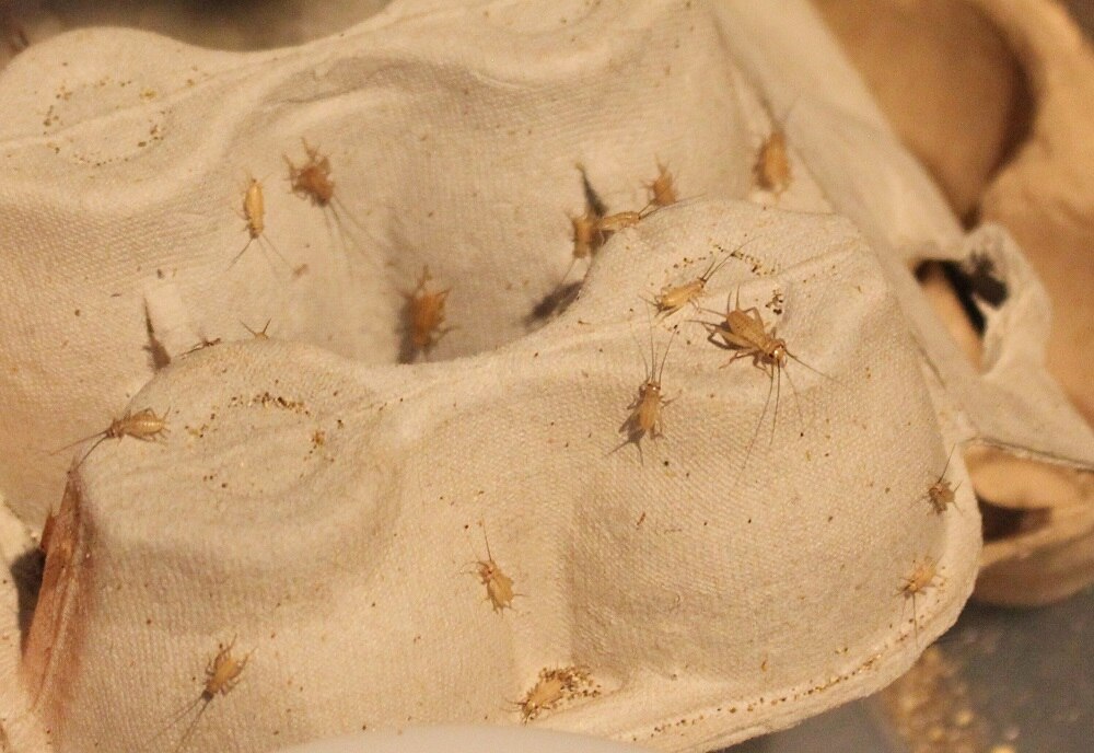 Crickets are the answer for farming family struggling with drought ...