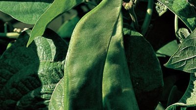 Phaseolus - Gardening Australia