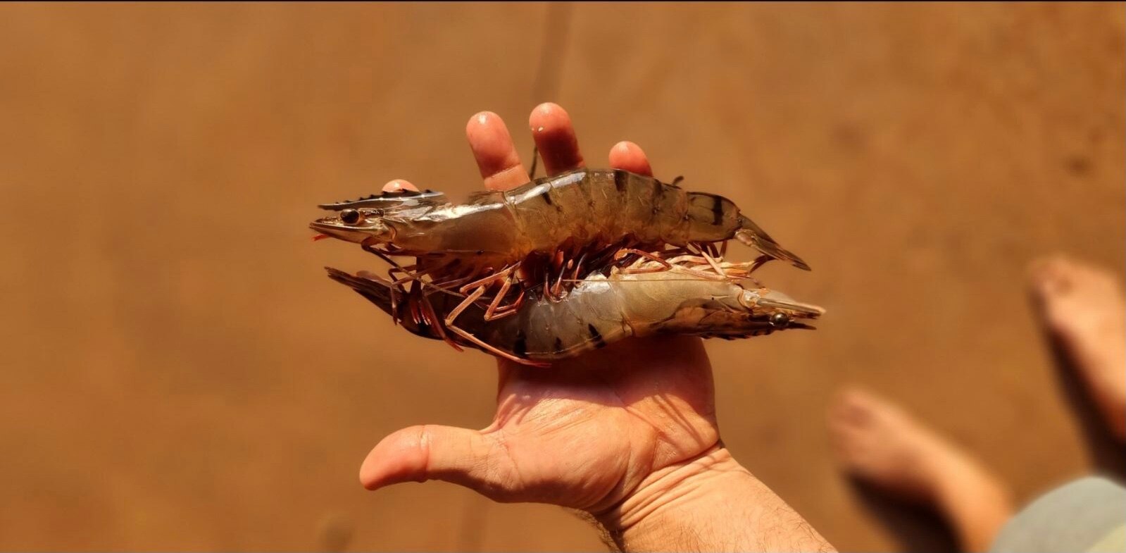 Darwin fishing tourism business teaming up with the CSIRO to farm tiger ...