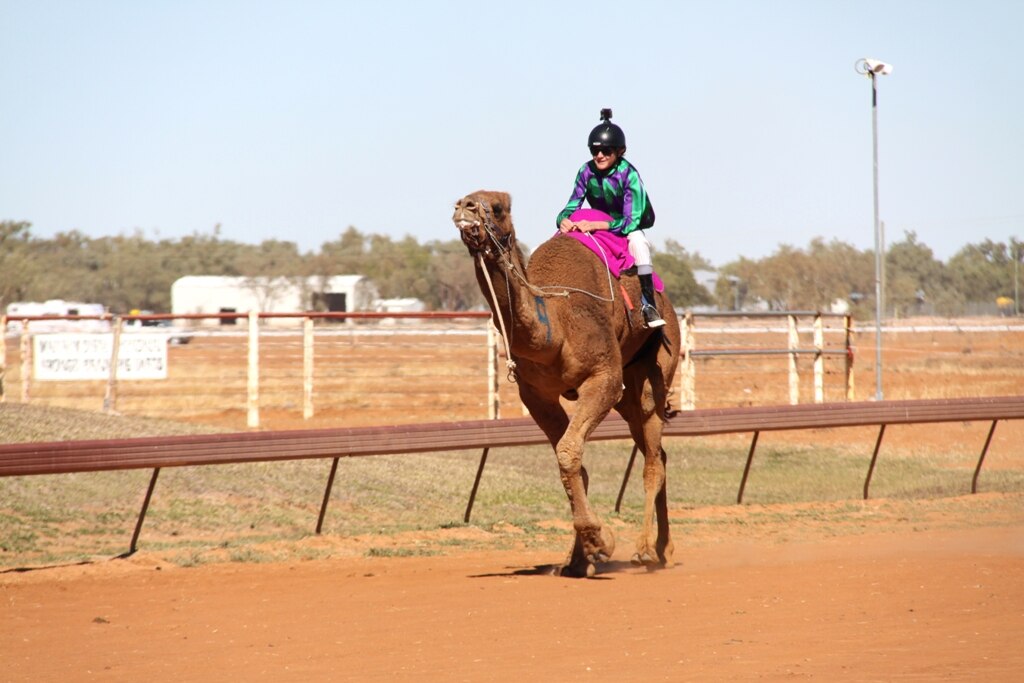 Secrets of HookMUp's success in iconic outback Queensland camel race ...