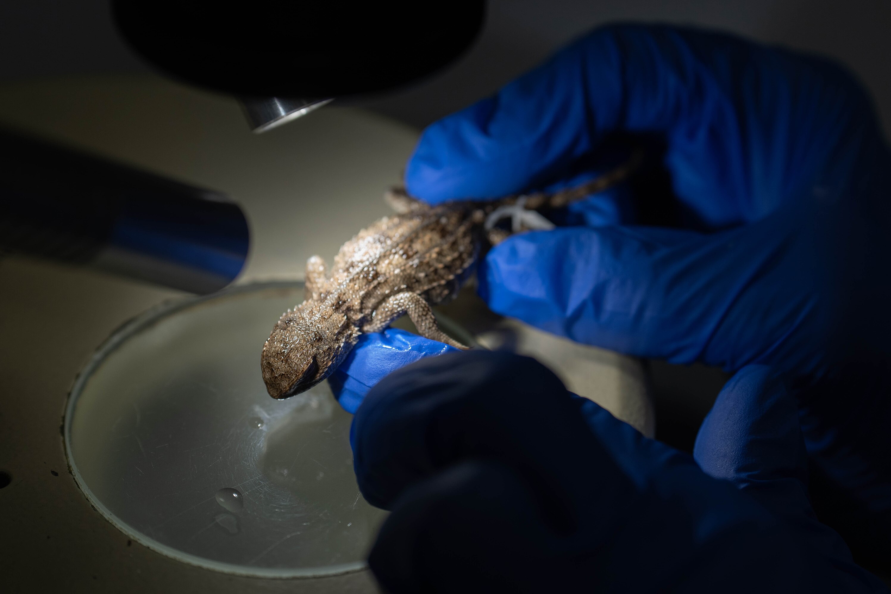 Unlocking secrets deep inside the world's most precious specimens - ABC ...