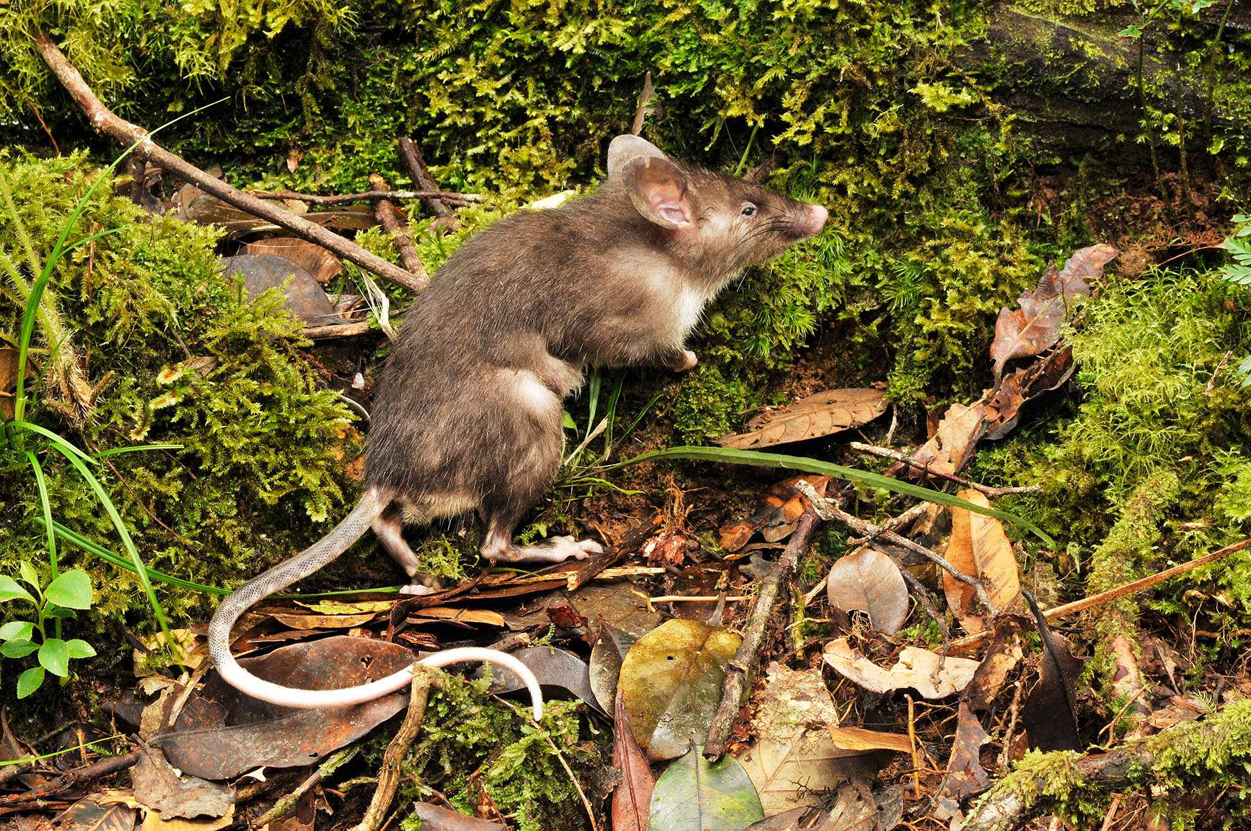 Hog-nosed rat: Victorian scientists among team to discover new mammal ...