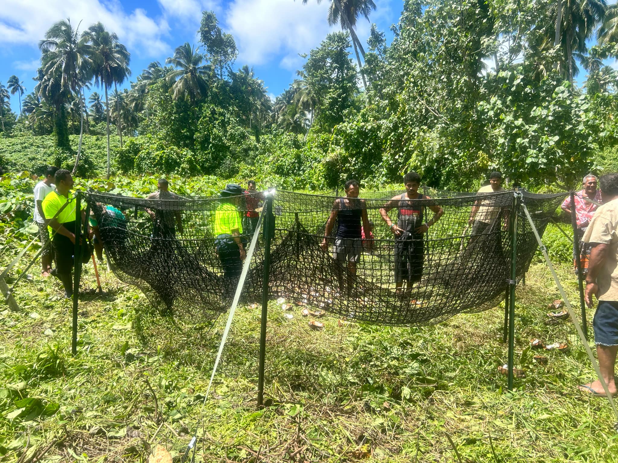 Samoa's feral pig population is on the rise, leading to food security ...