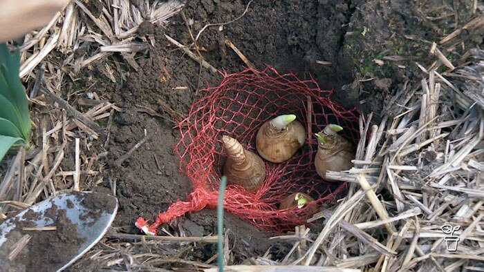 Protecting and Storing Bulbs - Gardening Australia