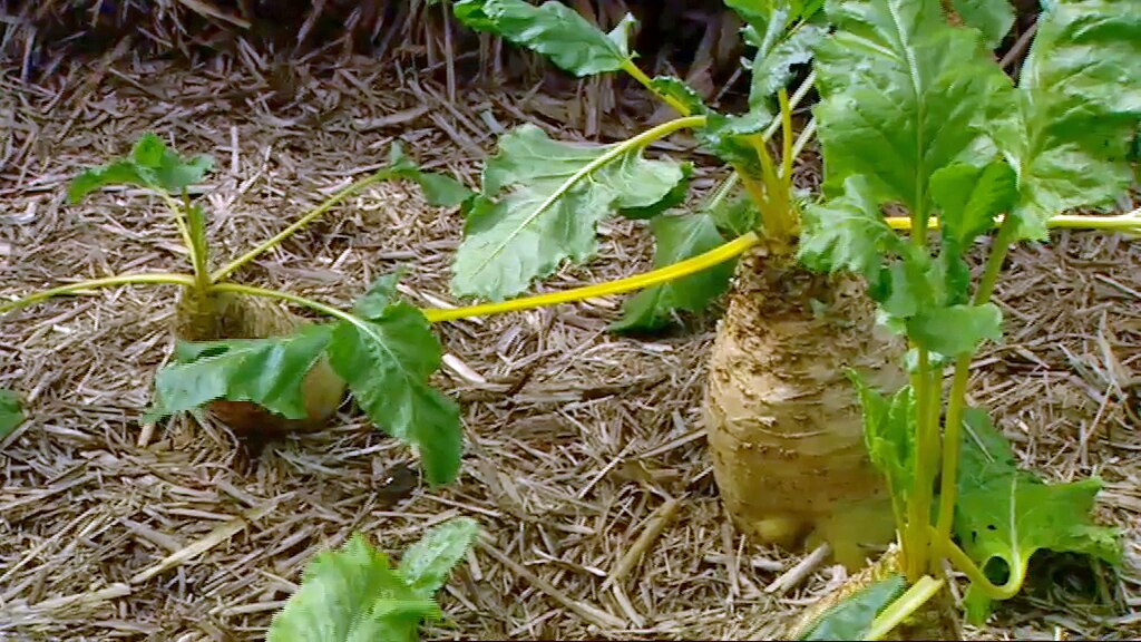 Mangle Wurzel - Gardening Australia