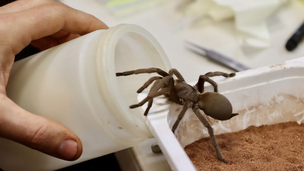 An Australian tarantula stretching her legs - ABC News