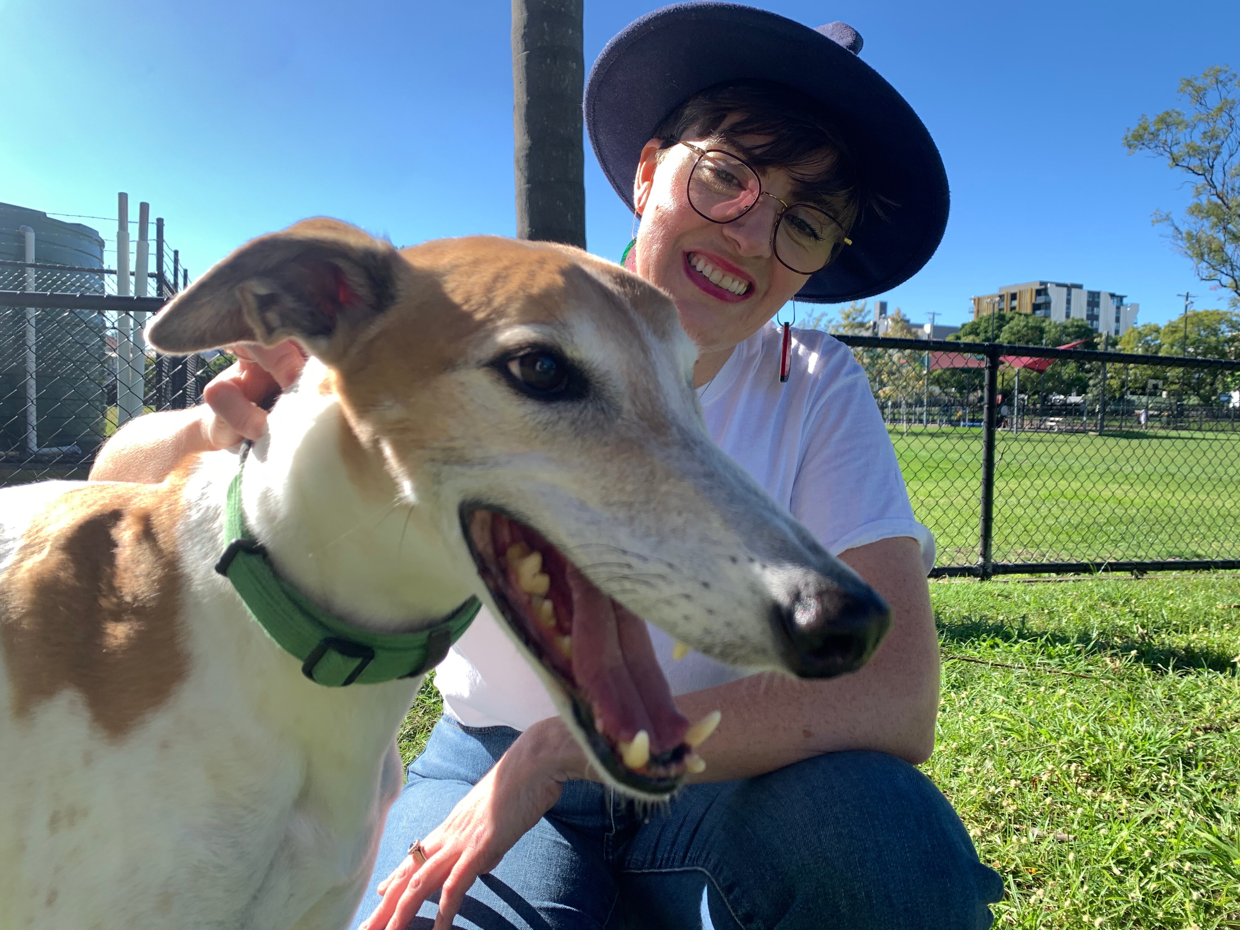 Greyhounds die from injuries at The Q greyhound racing track before ...