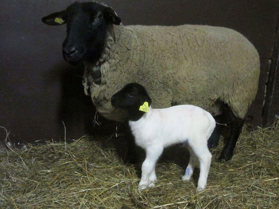 Sheep embryo exports to European Union worth stringent process - ABC News