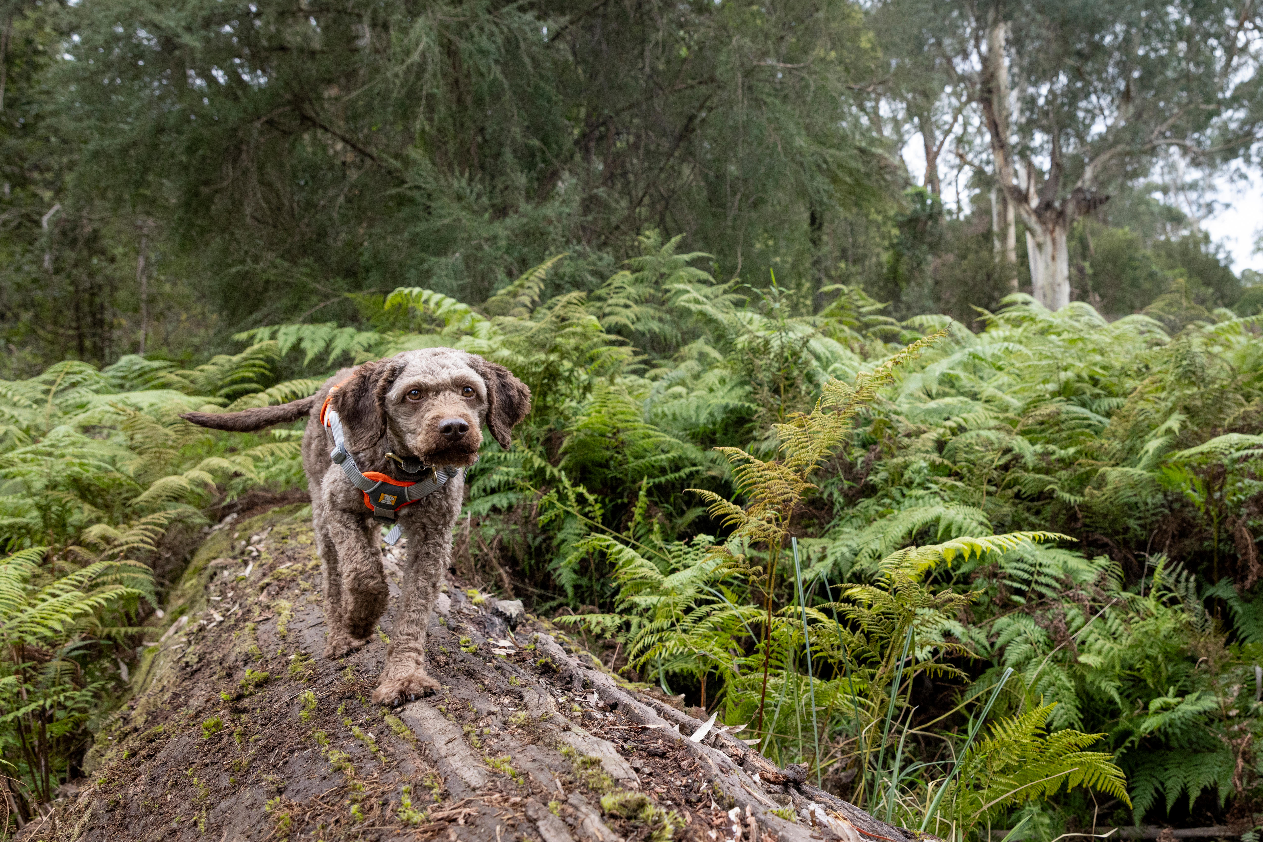 Scientists hope fungi-sniffing dog can save species on brink of ...