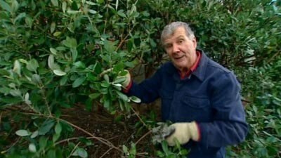Pruning Guava Trees Gardening Australia