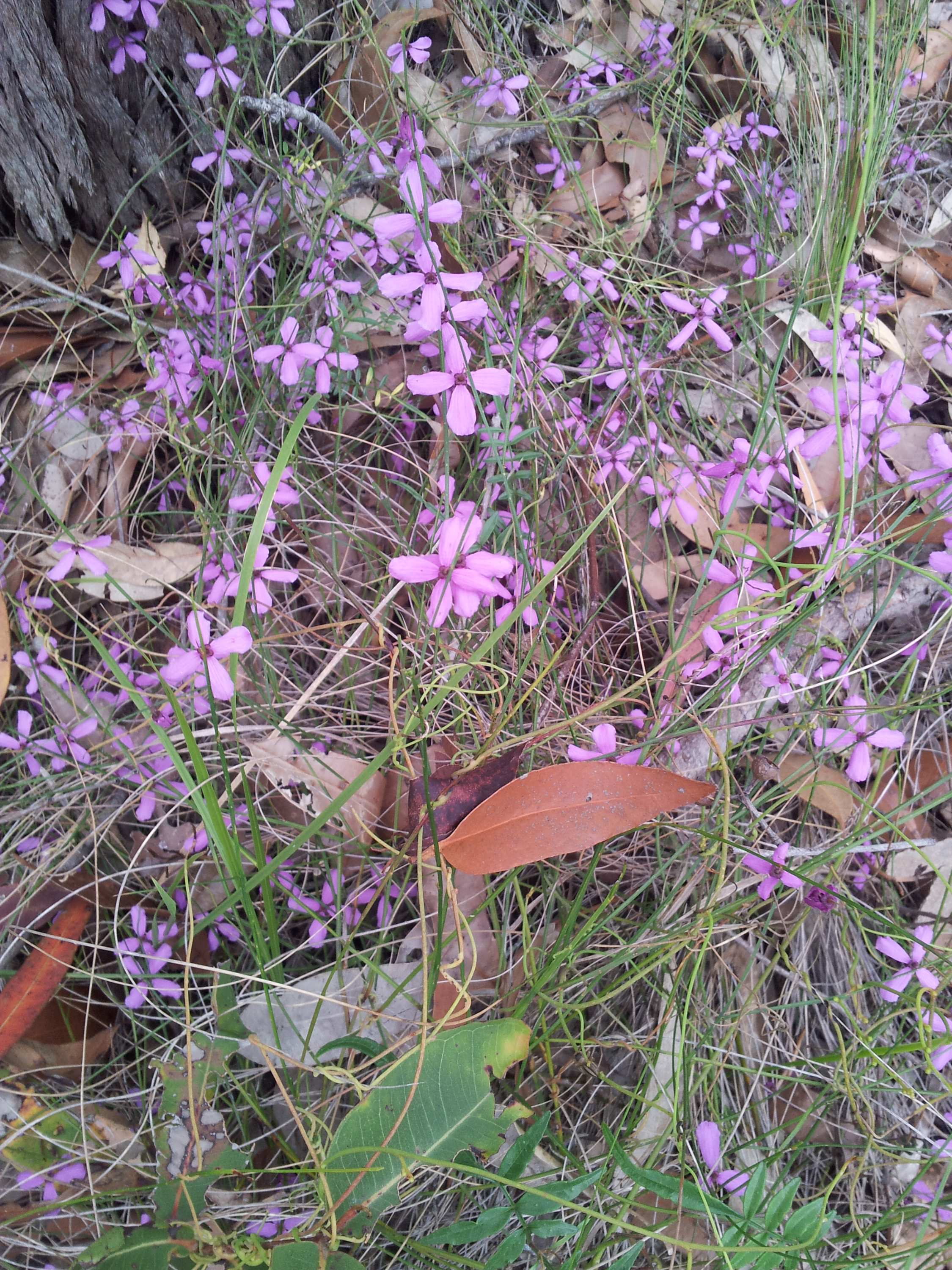 Rare chance to see threatened plant in bloom at restored Green Point ...