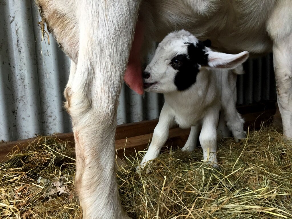 Earless nanny goat defies death as a kid, now mother of triplets - ABC News