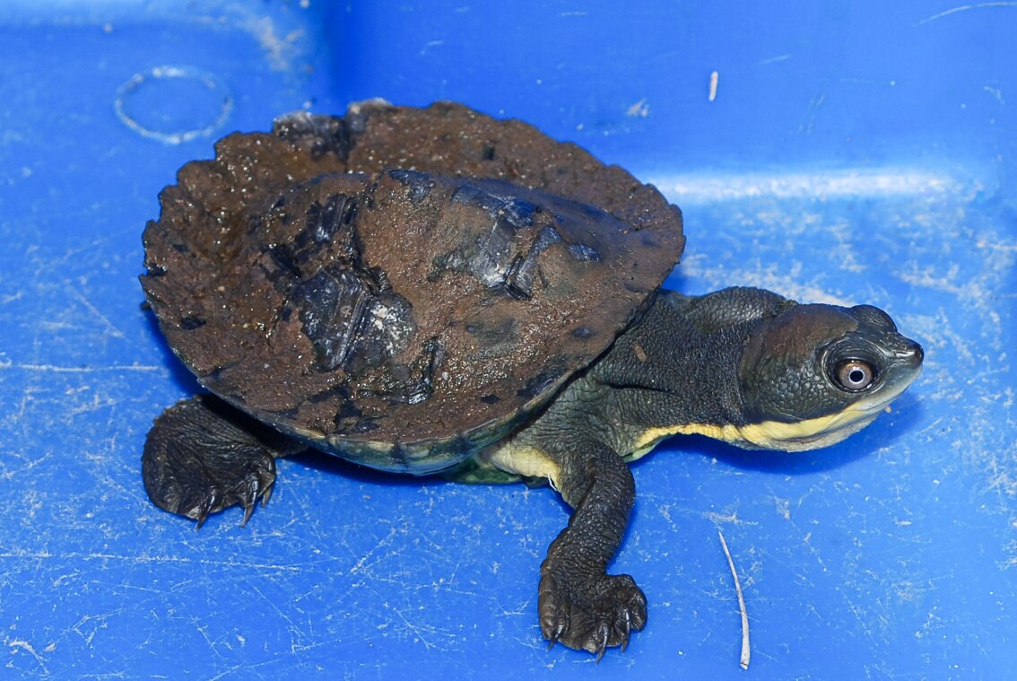 NSW Scientific Committee lists north coast turtle as critically ...