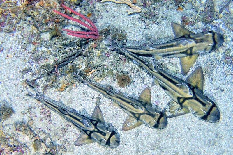 Bass Strait marine reserve home to unexpected numbers of Port Jackson ...