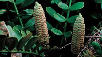 Zamia - Gardening Australia