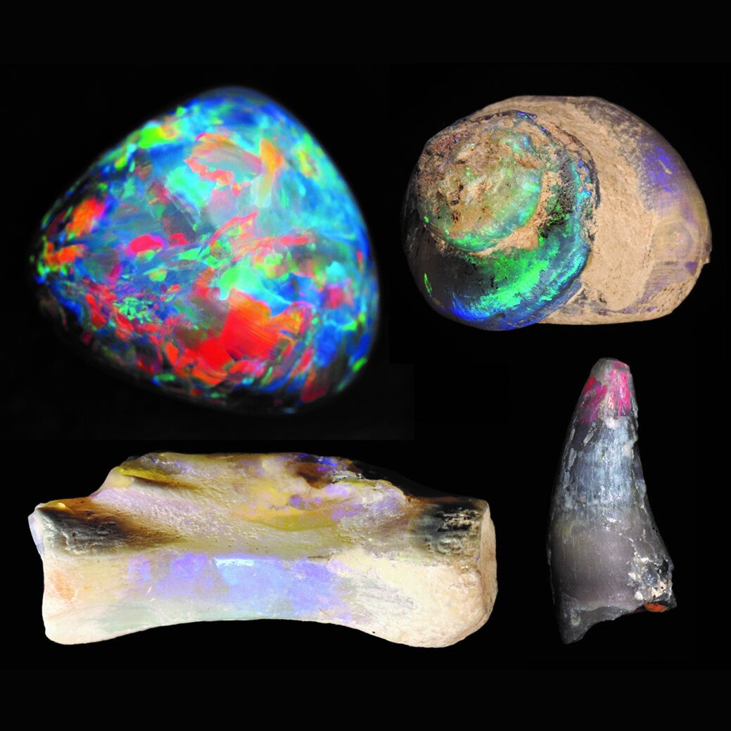 The Science Show with Robyn Williams - ABC listen