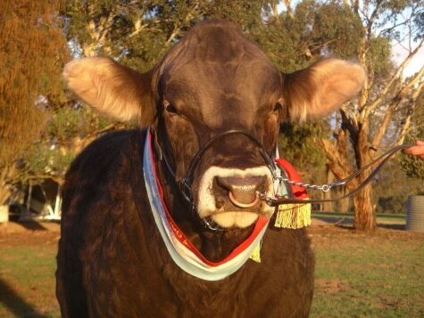 Exporting Australian cattle genetics globally - ABC News