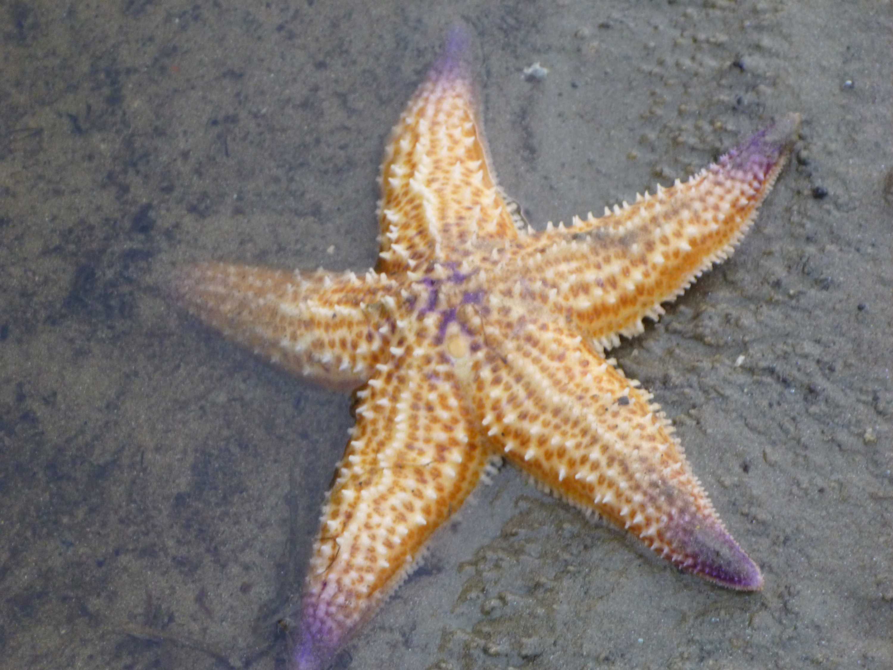 'Oozing out of the Derwent': Millions of invasive starfish threaten ...