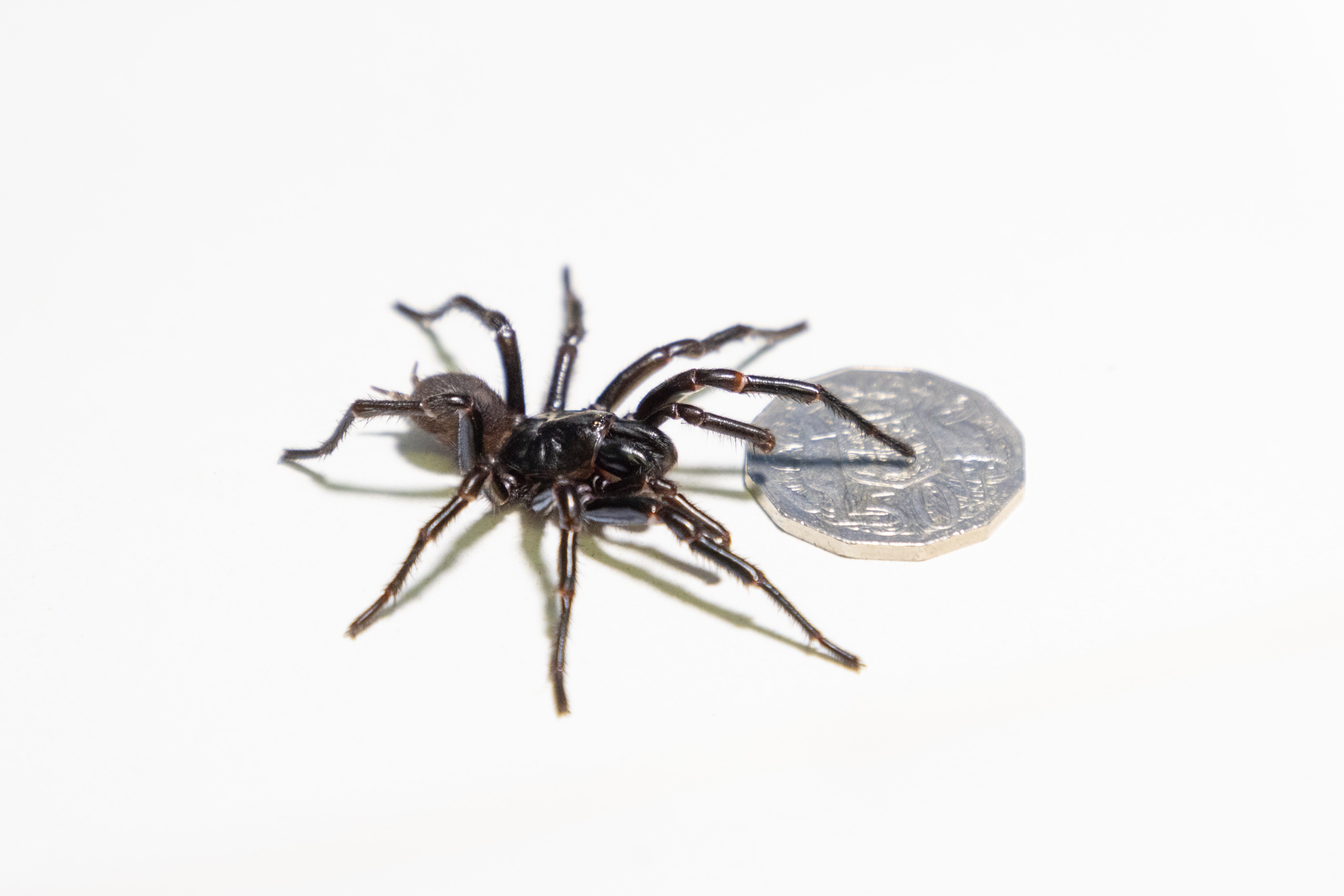 Largest male funnel-web spider recorded - ABC News