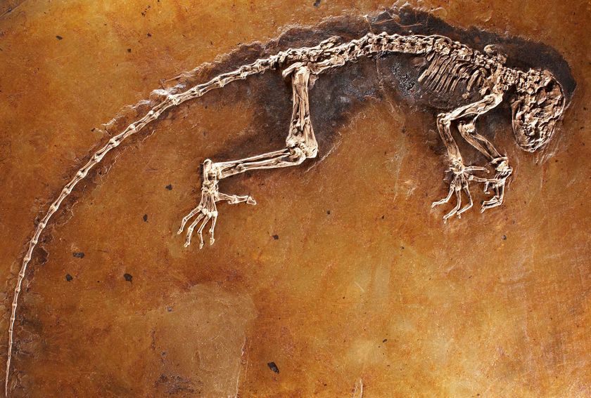 Cat-like fossil not an ancestor - ABC News