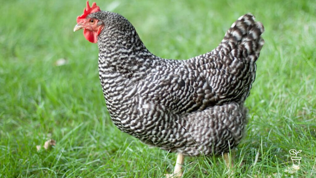 Chook Lookbook - Gardening Australia