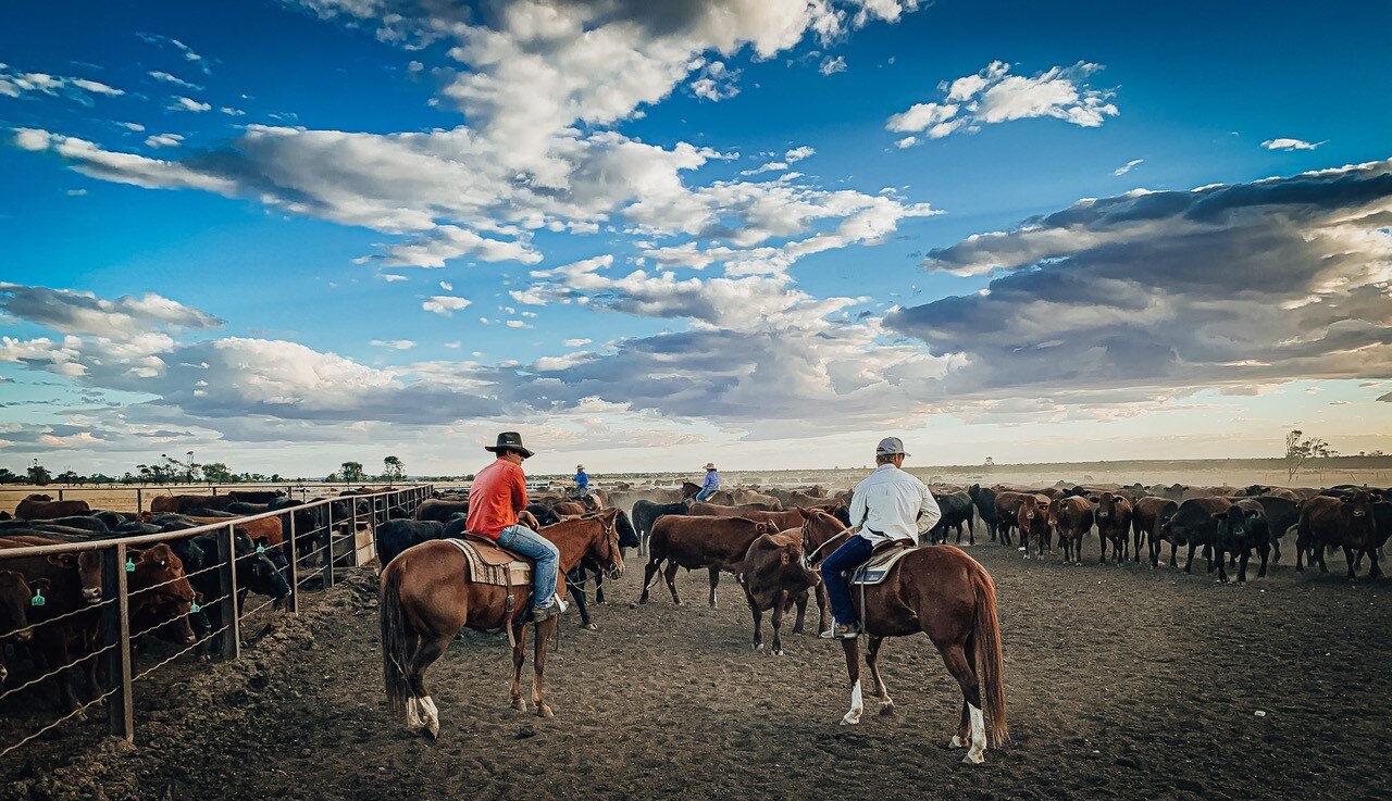 Beef-farming Angus family confident boutique abattoir on their farm ...