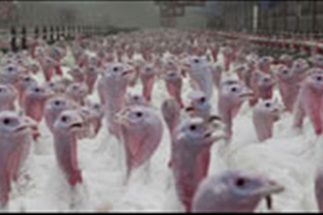 Animal abuse alleged in turkey sheds - ABC News