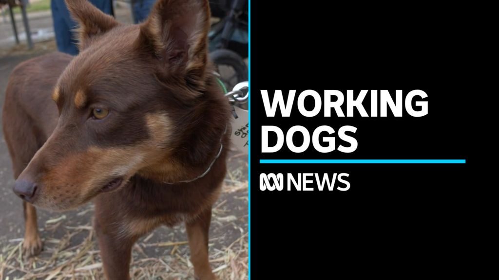 Working dog auction attracts buyers from across Australia - ABC News